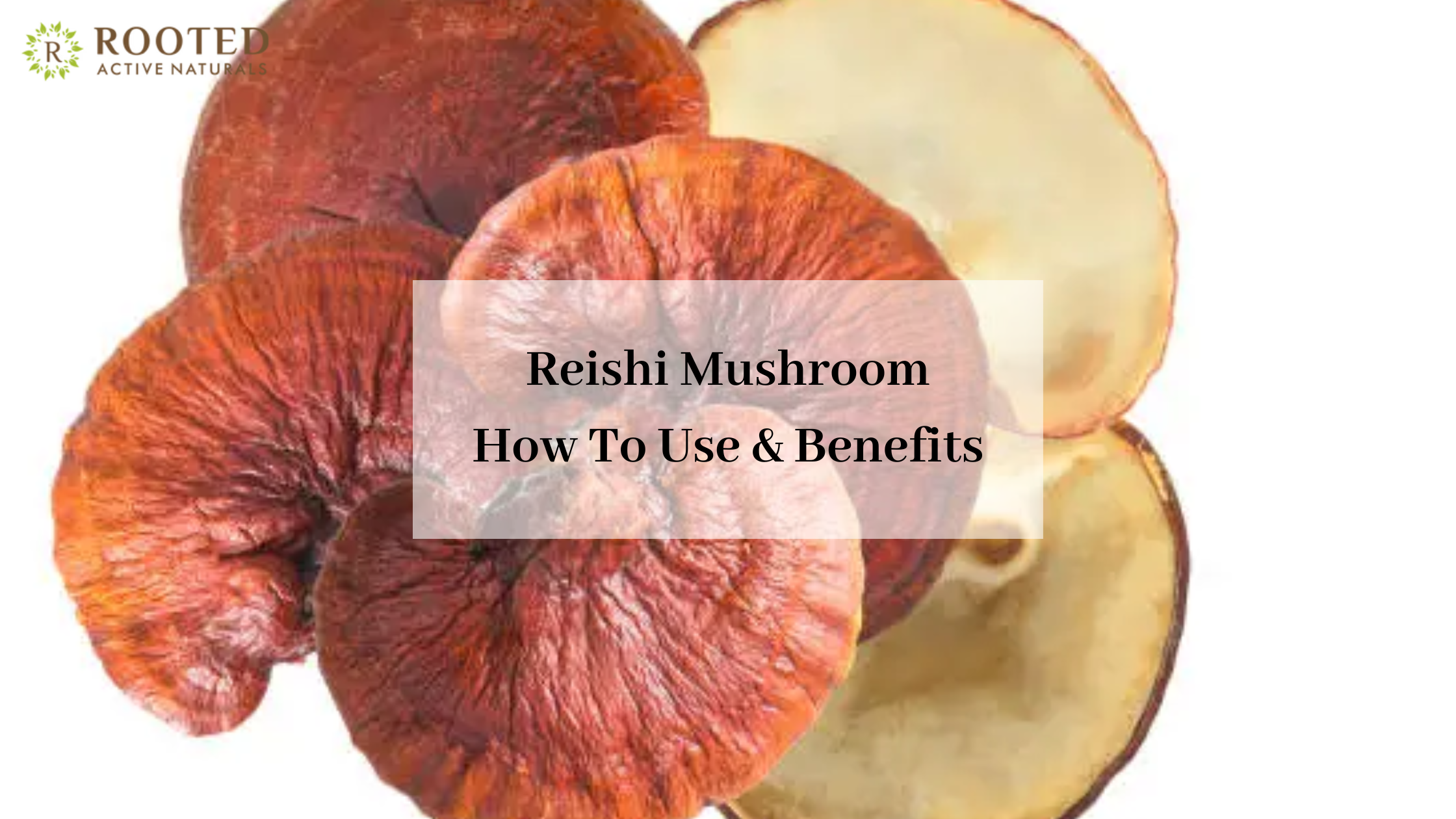Reishi Mushrooms - Health Benefits and Uses | Rooted Actives – Rooted Active Naturals