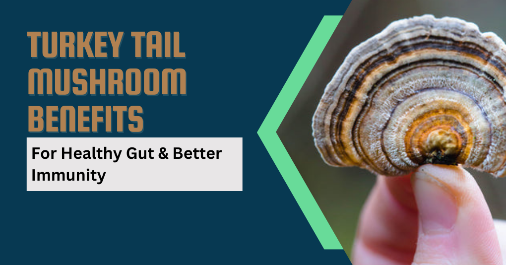 Turkey Tail Mushroom Benefits For Healthy Gut & Better Immunity ...