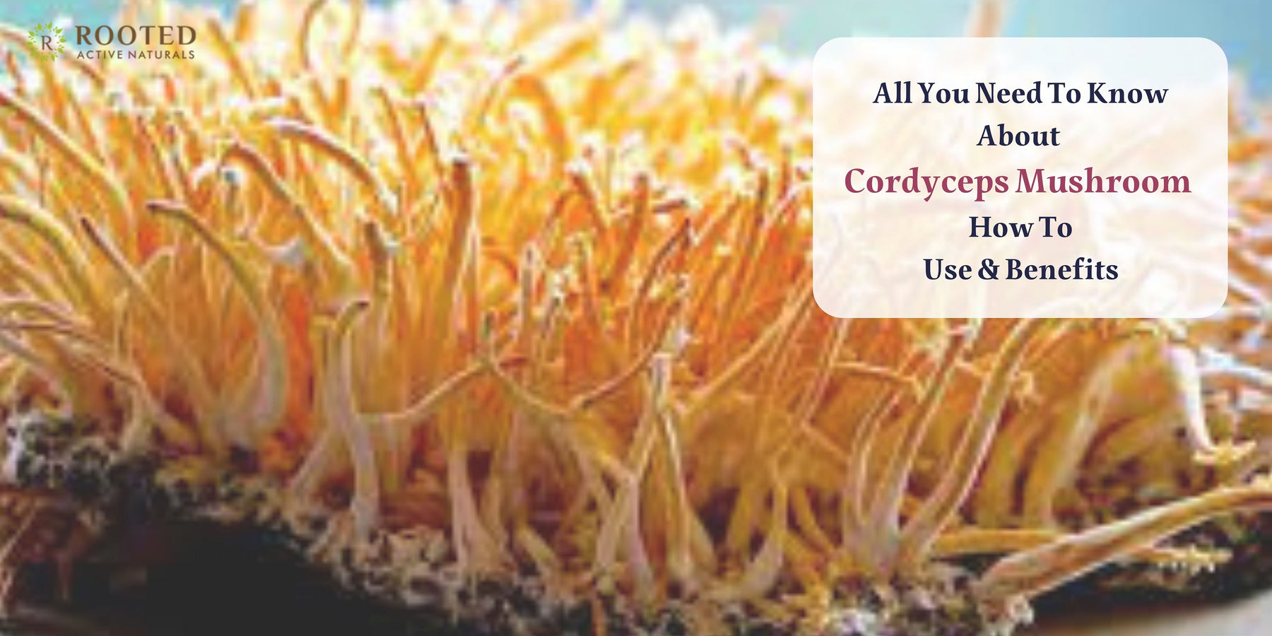 All You Need To Know About Cordyceps Mushroom - How To Use & Benefits ...