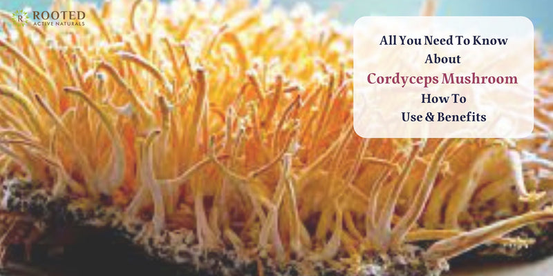 All You Need To Know About Cordyceps Mushroom - How To Use & Benefits ...